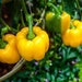 10 Heirloom Yellow Sunbright Sweet Pepper Seeds Delicious Grown ...