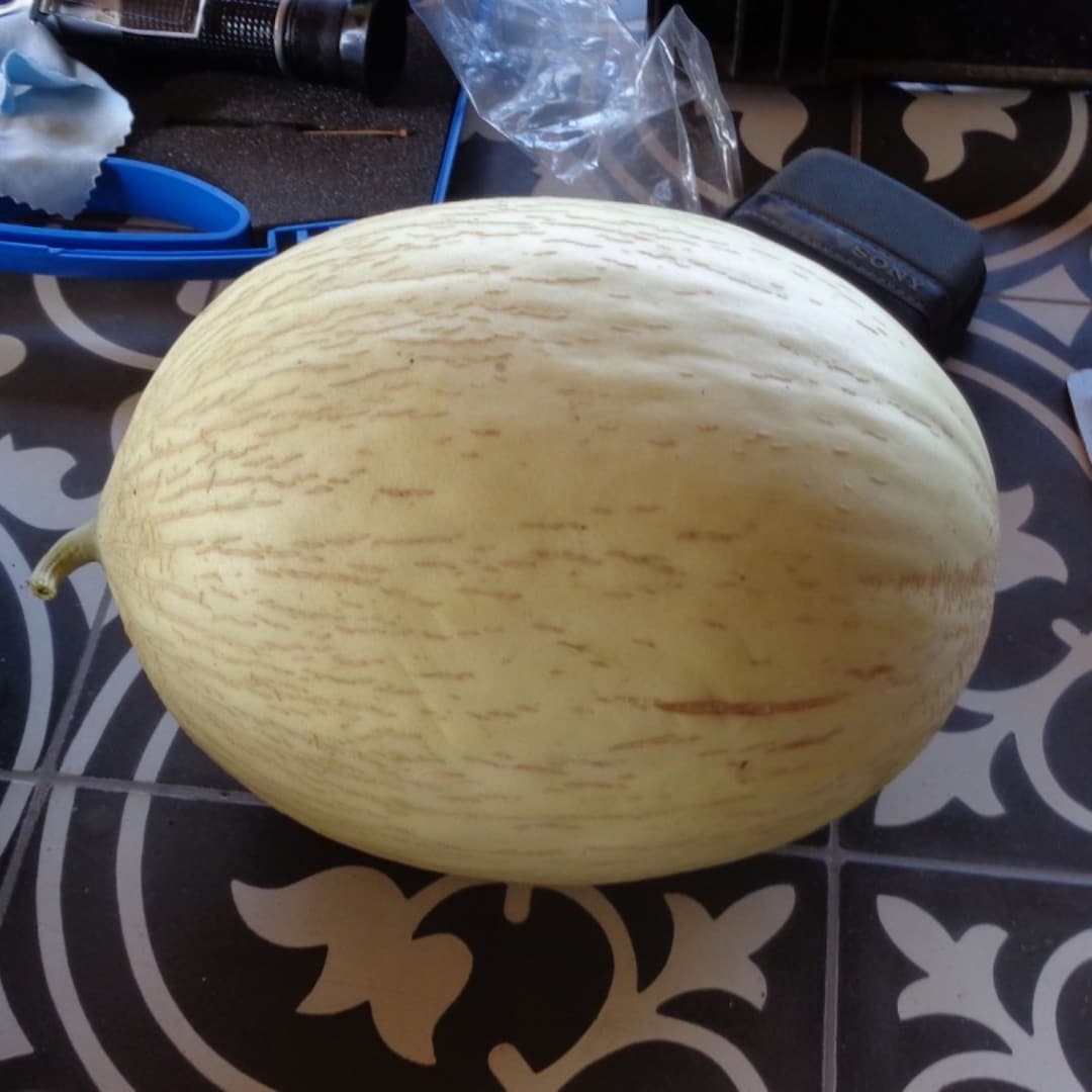 10 Portuguese Branco Do Ribatejo Melon Seeds - Unique ! Sweet ! Grown ...