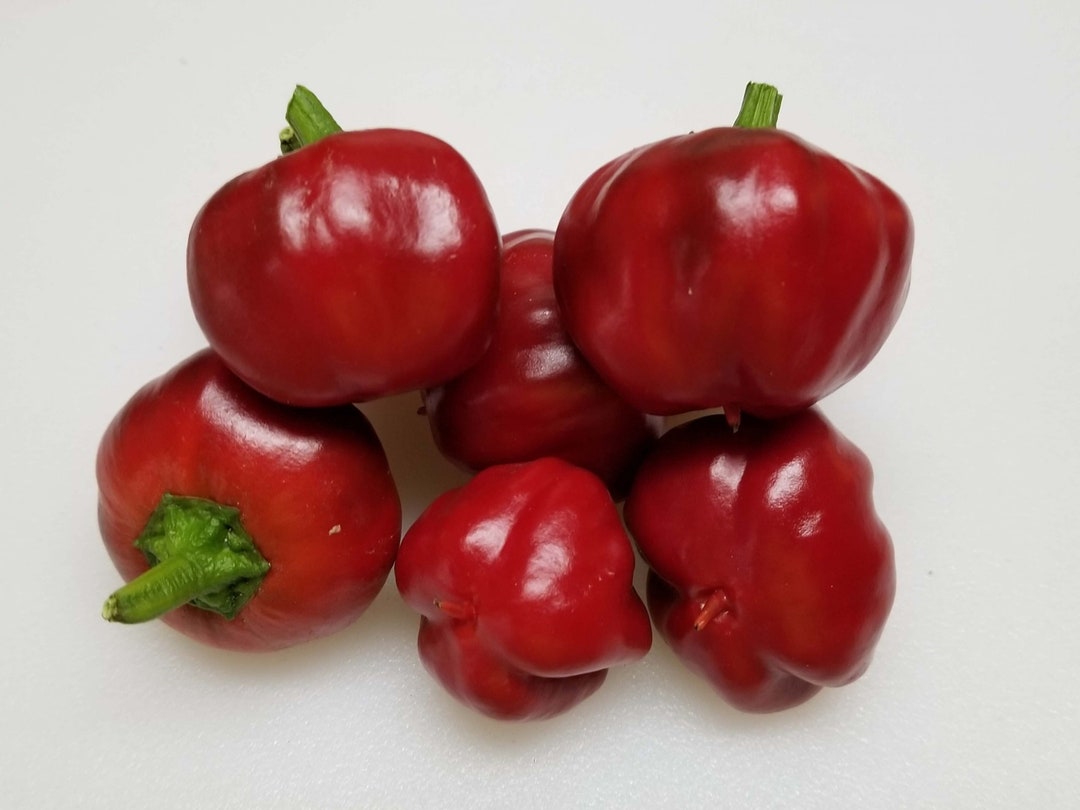 10 Premium Small Bola Pepper Seeds - Unique ! Hard to Find ! Mild ...