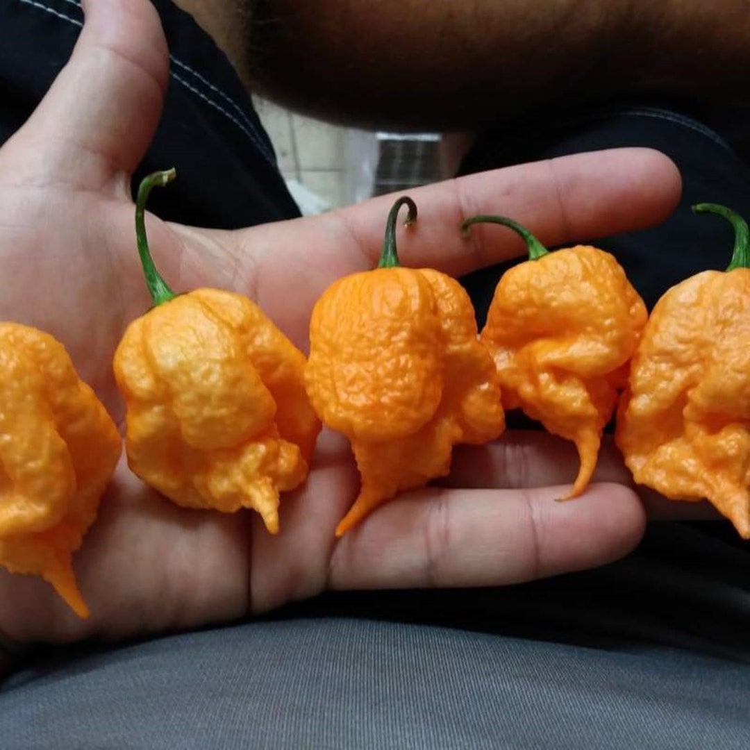 10 Premium California Reaper Pepper Seeds - Spicy/fruity - Grown ...