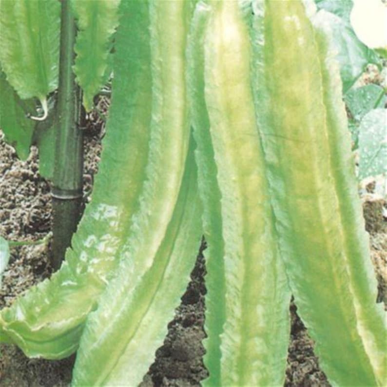 10 Heirloom Winged Bean Seeds - Asian ! Specialty ! Fresh ! Tasty ! USA ...