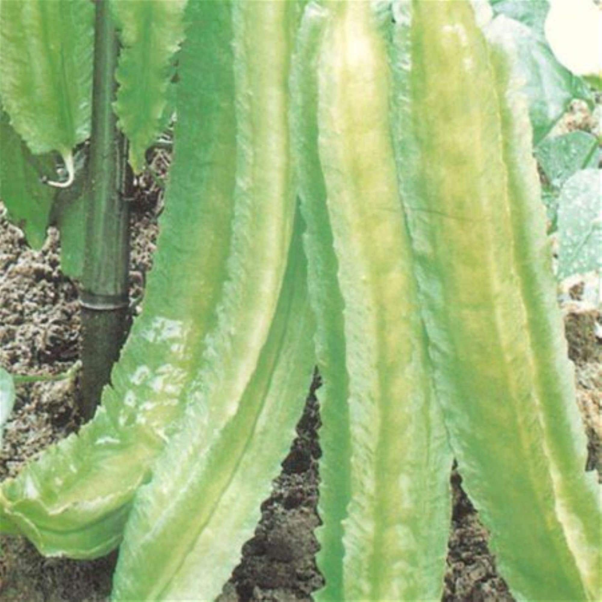 10 Heirloom Winged Bean Seeds Asian Specialty Fresh Tasty USA - Etsy