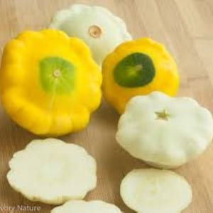 10 Patty Pan Squash Seeds - Yellow and White Mix ! Tasty ! Fresh ...
