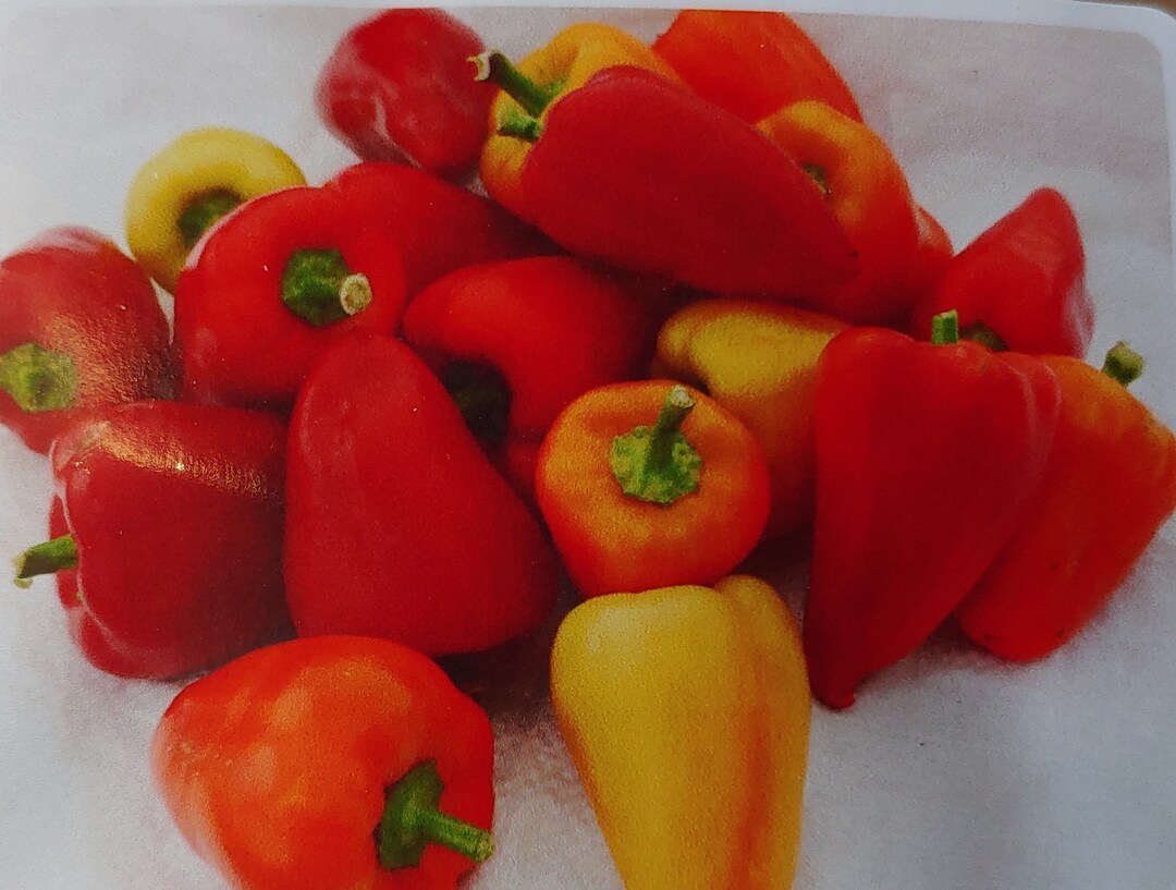 10 Red Belgian Sweet Pepper Seeds - Beautiful, Sweet ! Grown and ...