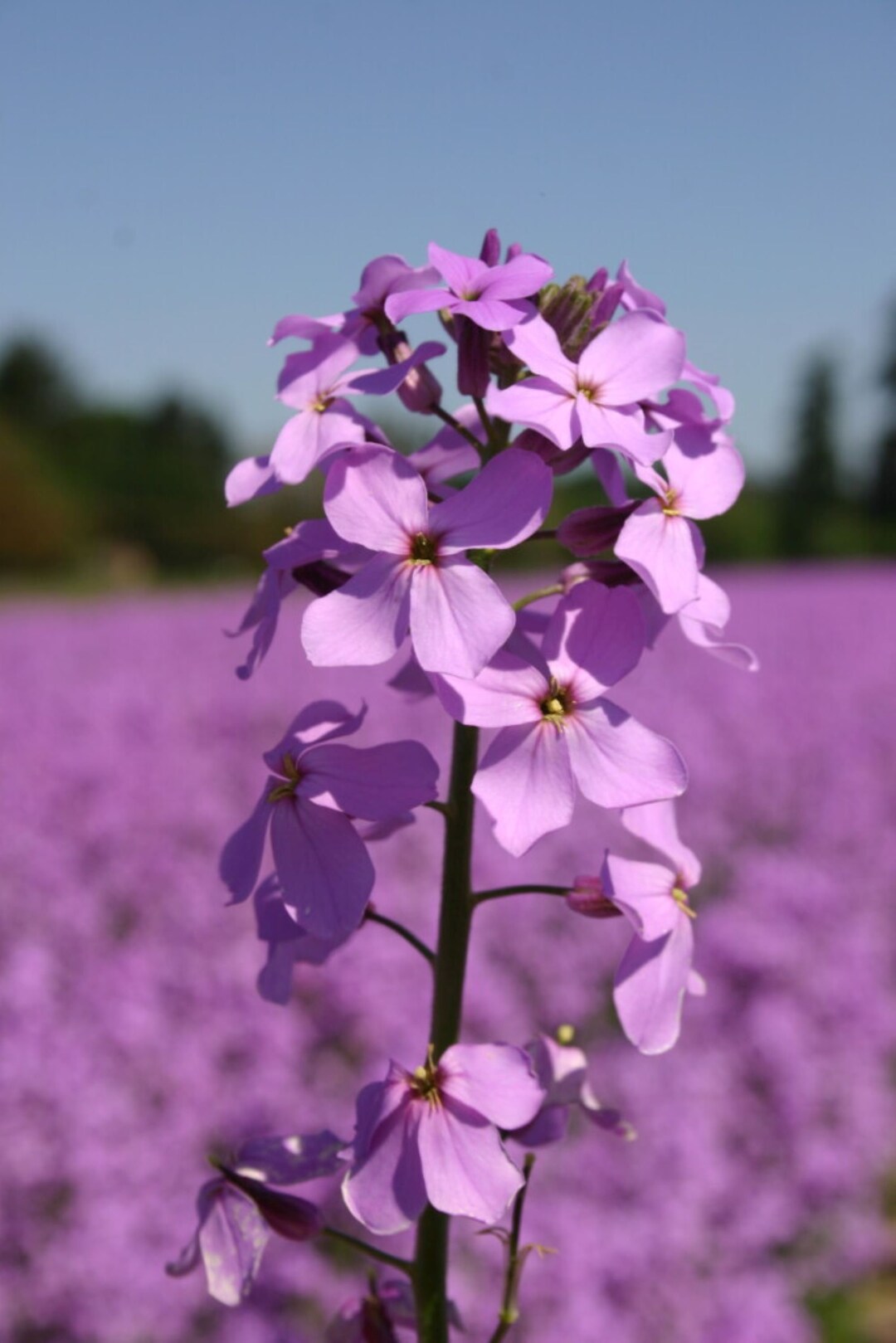 Dame's Rocket - Violet - Premium Flower Seeds - Beautiful ! Grown ...