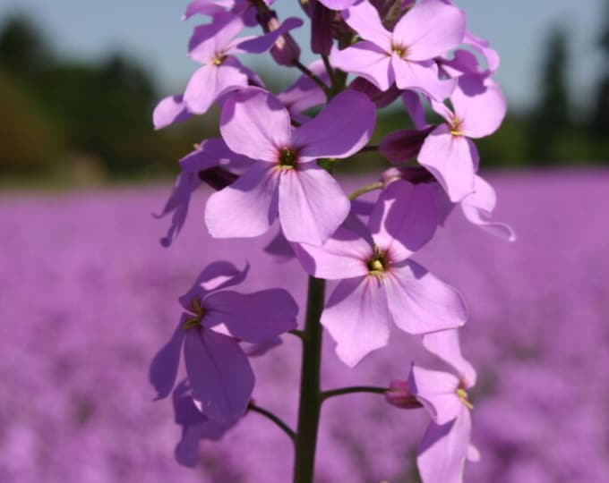 Dame's Rocket Violet Premium Flower Seeds Beautiful - Etsy