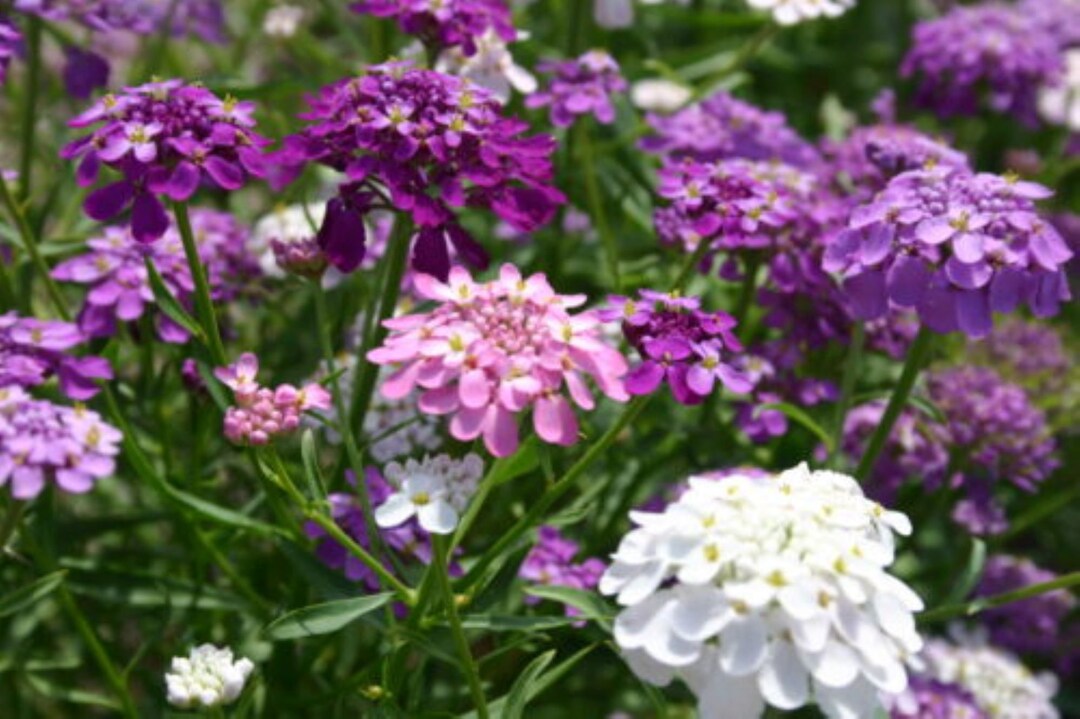 Candytuft Dwarf Fairy Mix - Premium Flower Seeds - Beautiful ! Grown ...