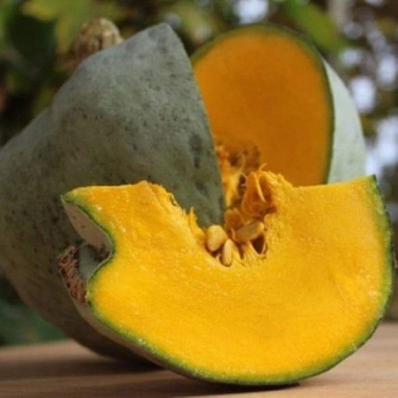 10 Ute Indian Squash Seeds Unique Grown/harvested in USA - Etsy