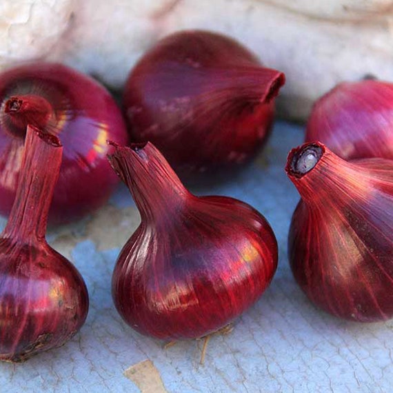 Organic Red Cipollini Onion Seeds Half Gram 100 Seeds | Etsy