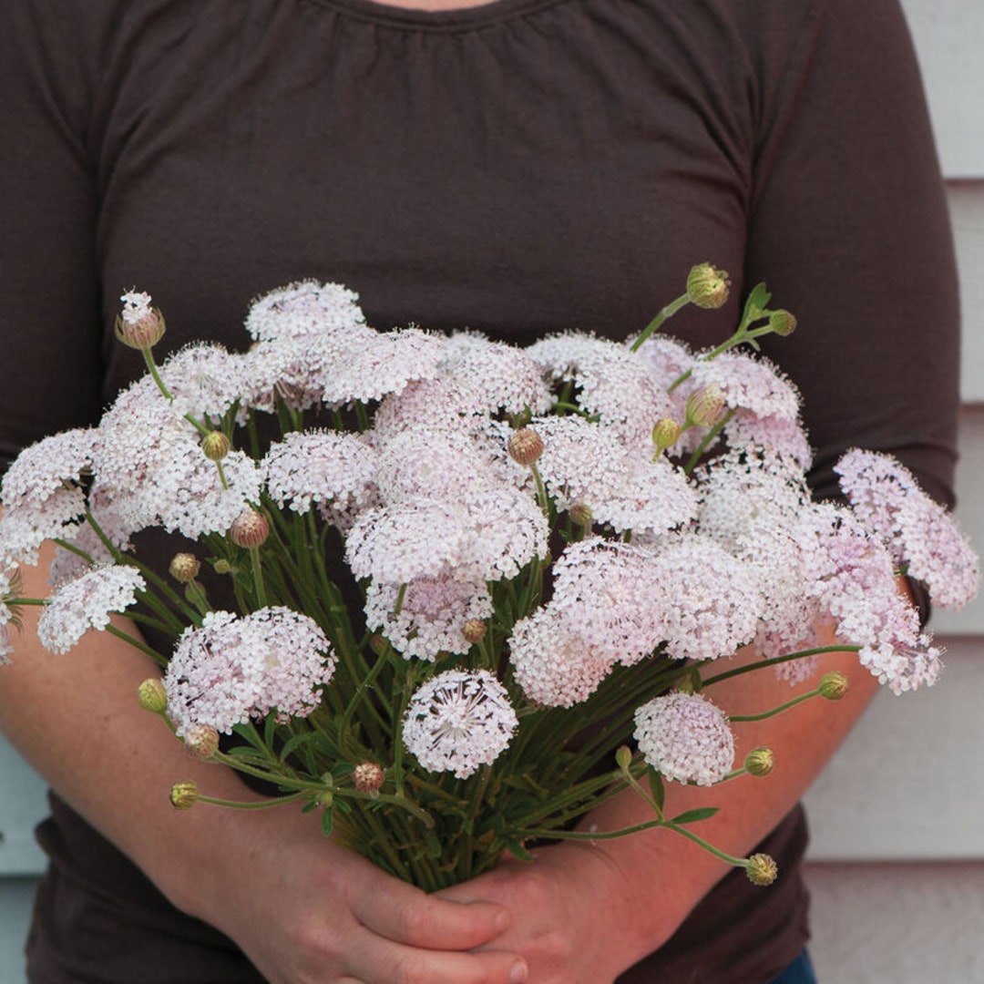Lacy Pink Didiscus Premium Flower Seed - Beautiful ! Elegant ! Grown ...