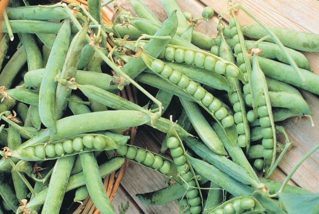 Heirloom Green Arrow English Pea Seeds - Grown in USA ! Tasty ! Crisp ...