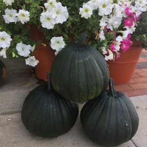 10 Dark Knight Specialty Pumpkin Seeds - Unique ! Halloween ! Fall ...