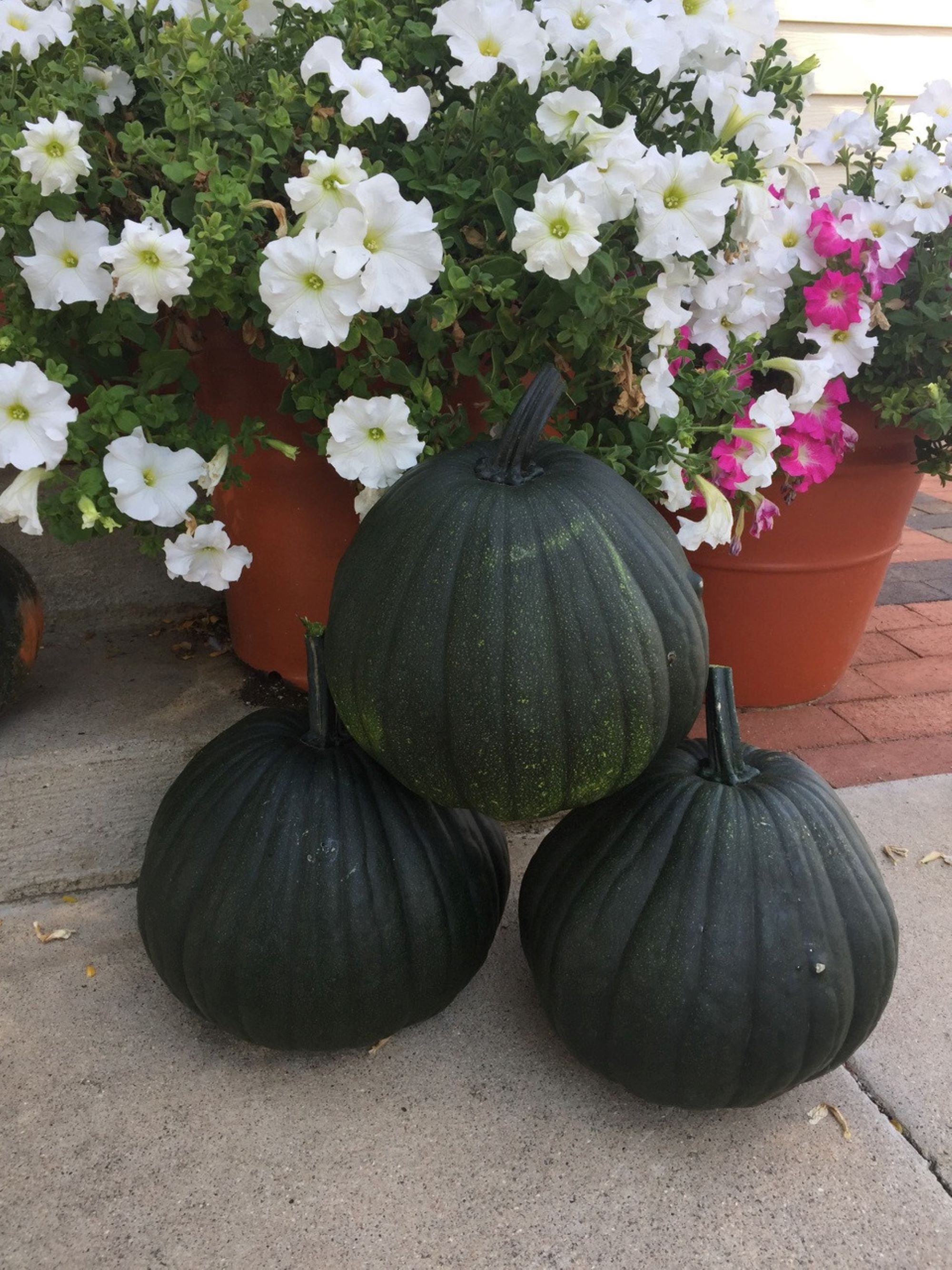 10 Dark Knight Specialty Pumpkin Seeds - Unique ! Halloween ! Fall ...