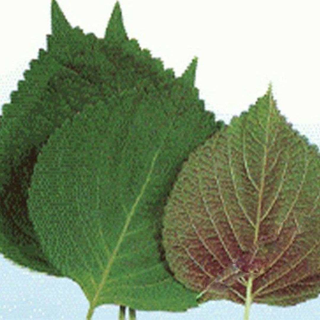 Heirloom Korean Shiso (perilla) - 300 Seeds One Gram! Asian ! Cooking ...