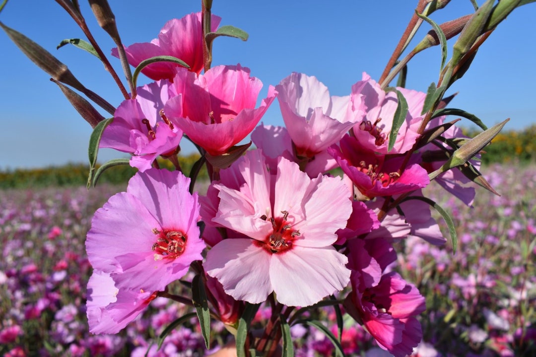 Godetia Tall Mix Premium Flower Seed - Beautiful ! Sunny ! Grown ...