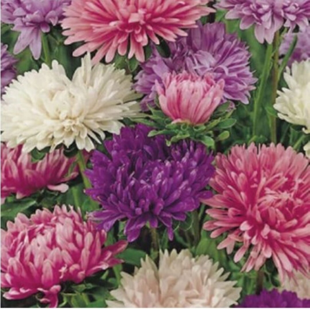 Premium Aster Powder Puff Mix Flower Seed - Stunning, Elegant ...