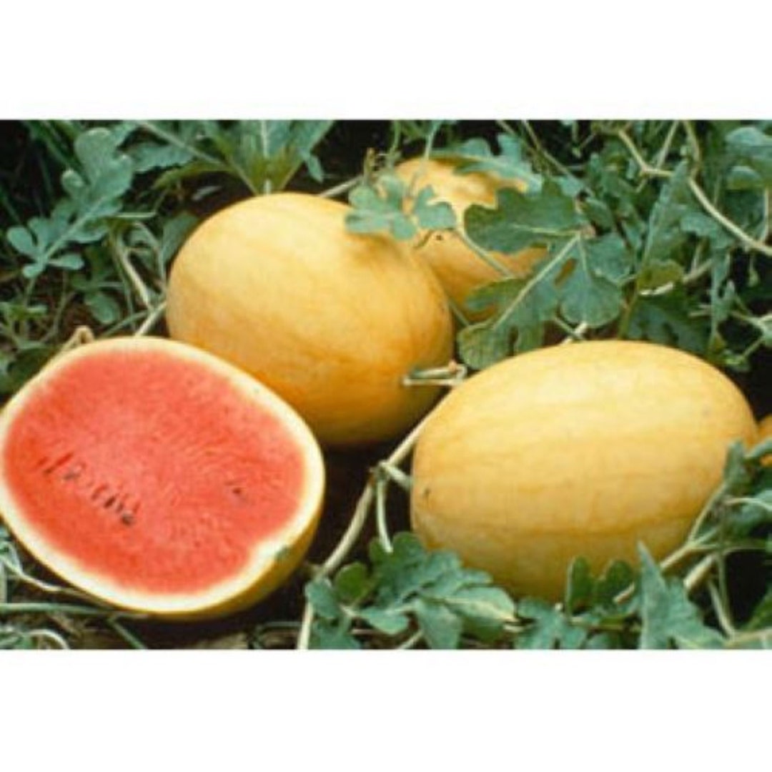 10 Organic Golden Midget Watermelon Seeds - Grown/harvested in USA ...