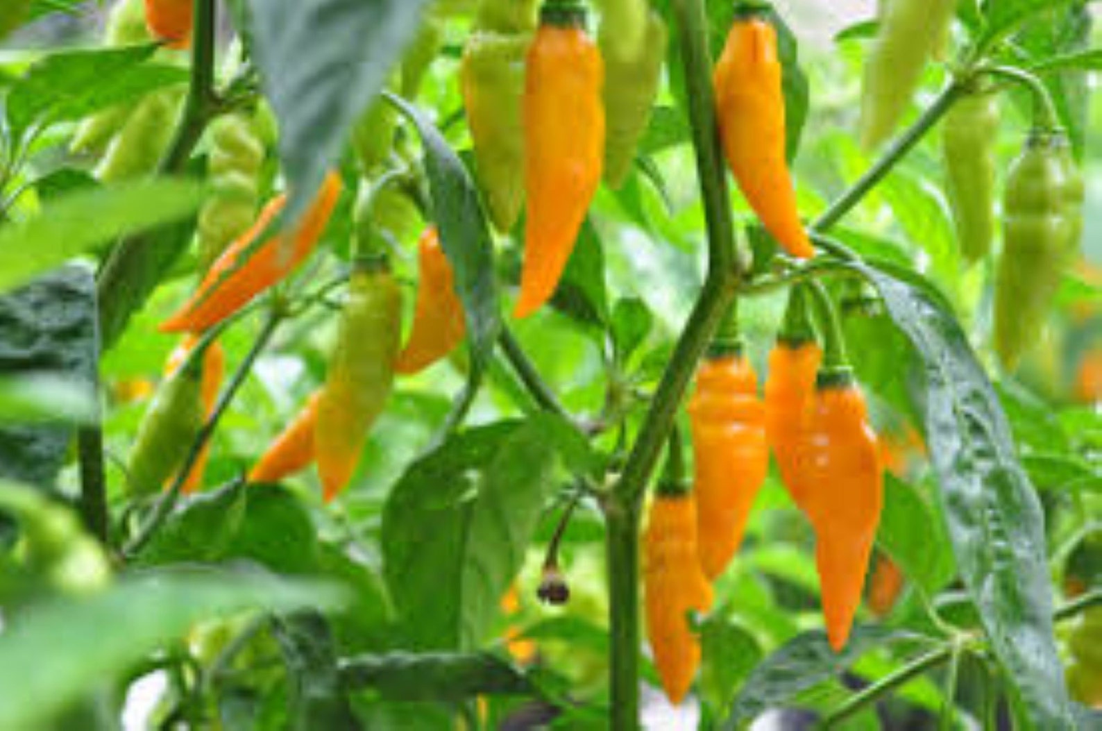10 Premium Yellow Datil Pepper Seeds Fruity/very Hot - Etsy