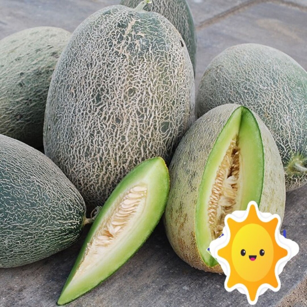 10 Bateekh Samara Melon Seeds Sweet !! Unique Melon ! Rare ! Specialty ...