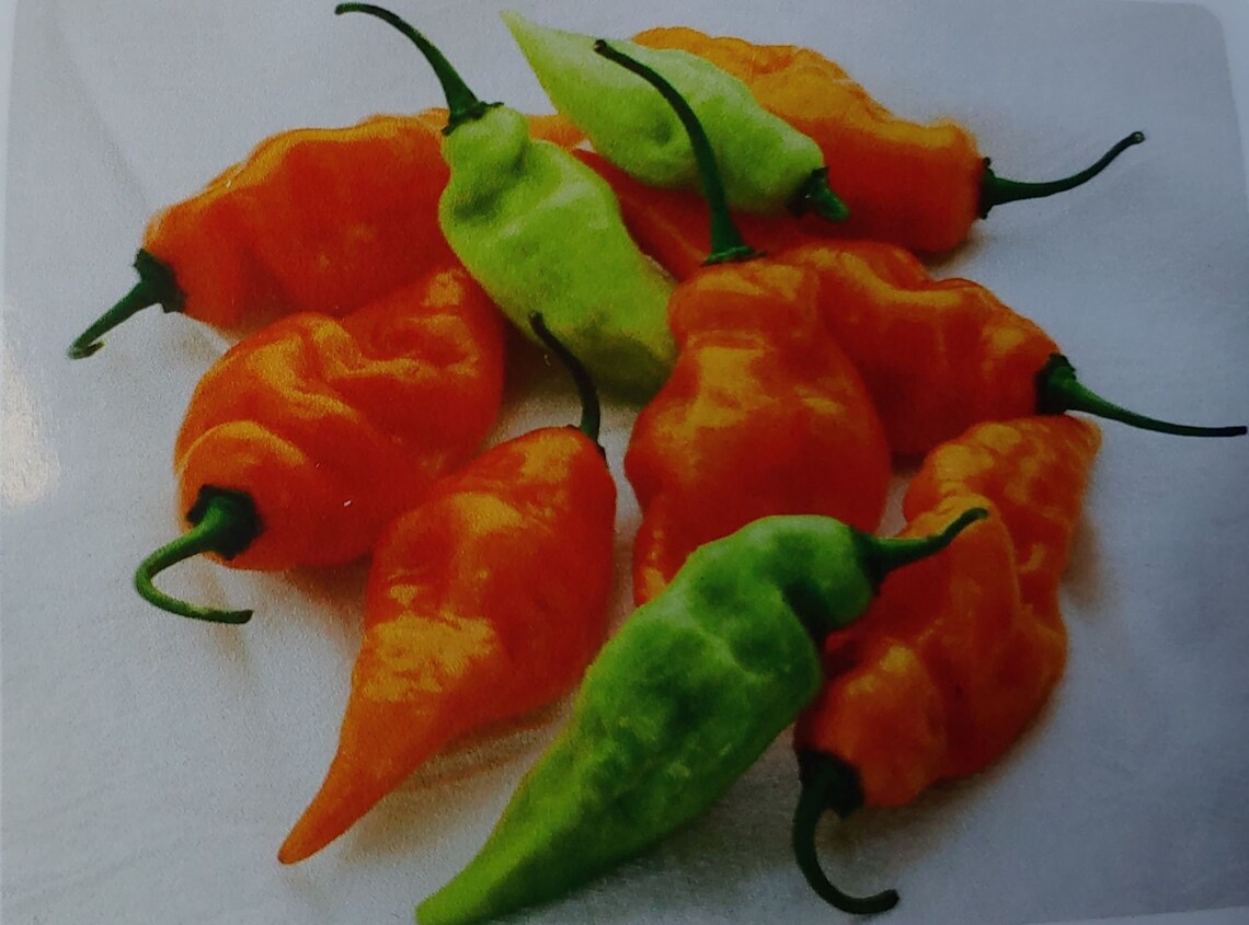 10 Habanada heatless Habanero Pepper Seeds Delicious Tropical Grown and ...