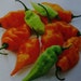10 Specter Warted Pumpkin Seeds USA Unique Specialty White Halloween - Etsy