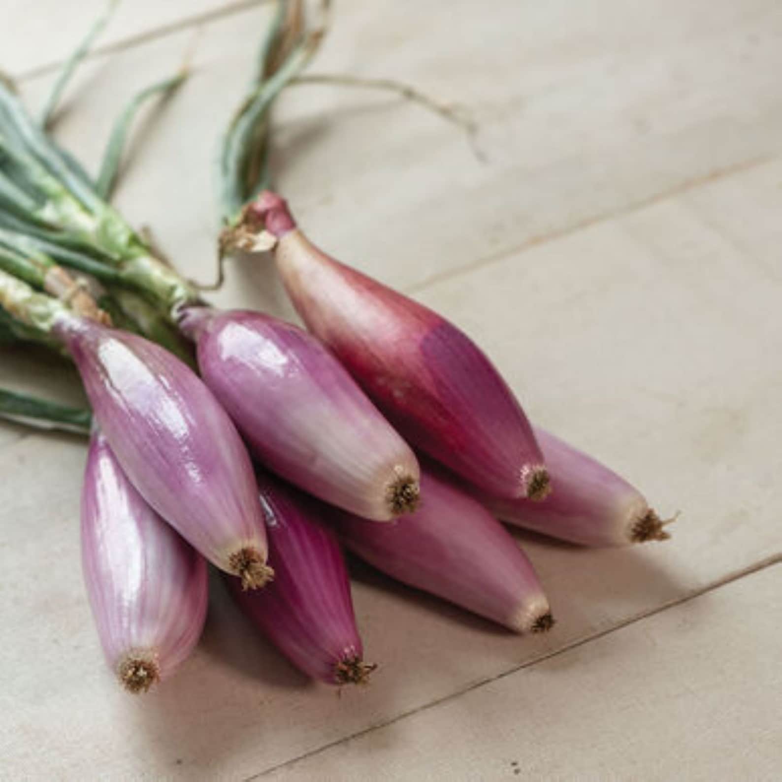 Red Long of Florence Onion Seed Beautiful Tasty Sweet | Etsy