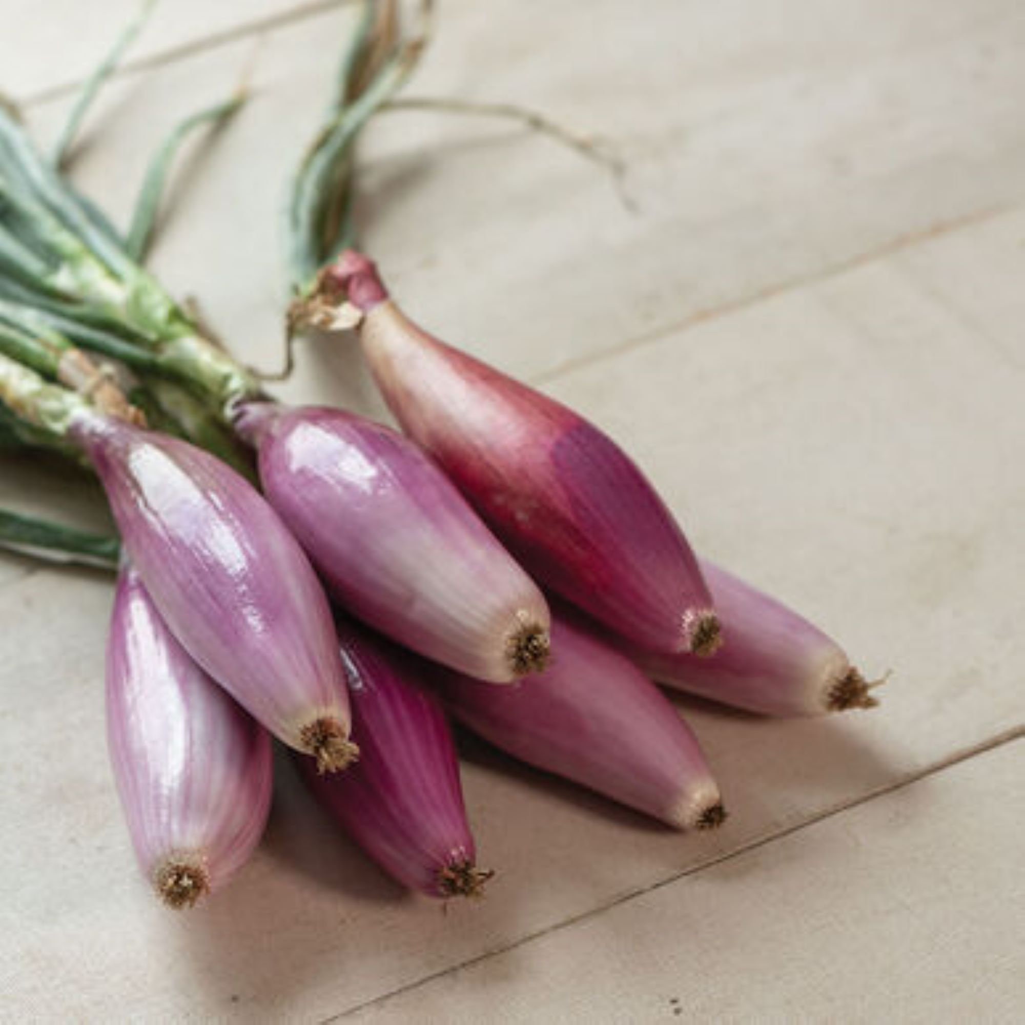 Purple Onion Growing
