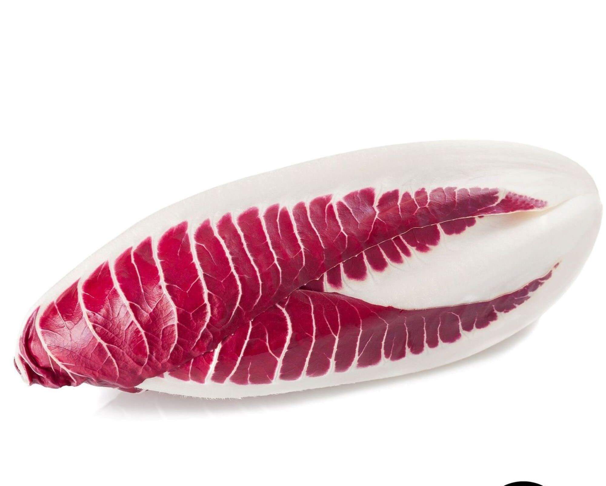 Endive Red Treviso One Gram Approx 100 Seeds Free Ship - Etsy UK