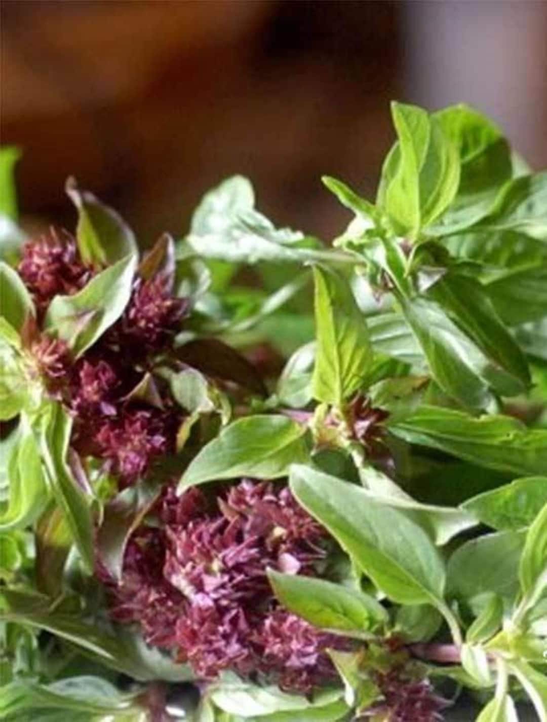 Heirloom Basil Seeds Licorice Basil - Half Gram Approx. 350 Seeds ...