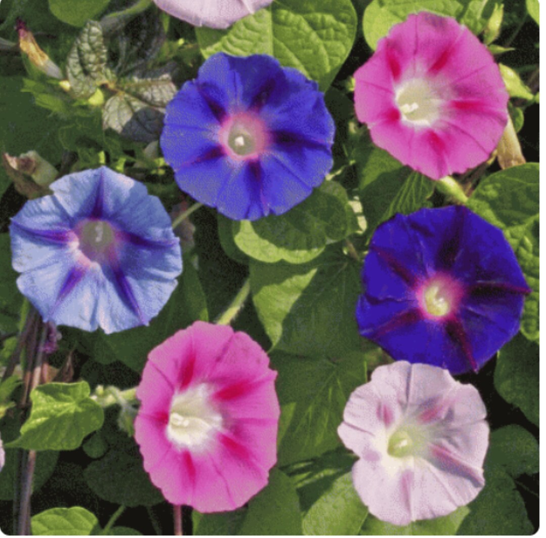 Tall Morning Glory Mix Premium Flower Seed - Beautiful ! Spring ...