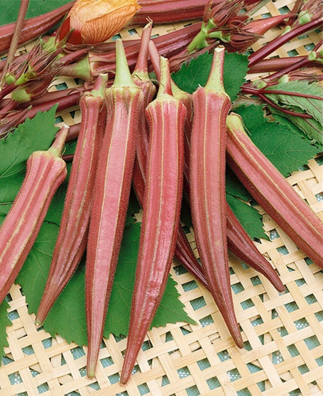 40 Heirloom Jing Orange Okra Seeds - Fresh ! Tasty ! USA ! Beautiful ...