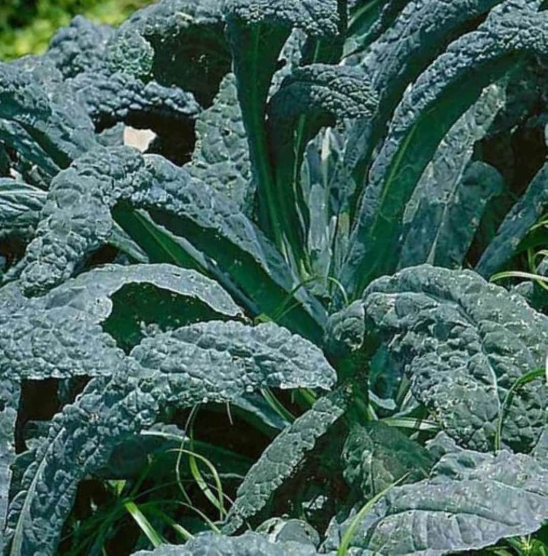 Heirloom Black Tuscan (lacinato) Kale - One Gram - Tasty ! Greens ...