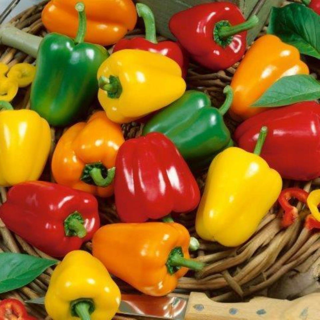 10 Mini Mixed Bell Pepper Seeds - Grown/harvested in USA !! Beautiful ...