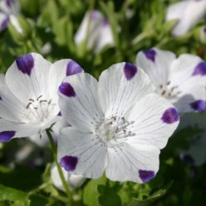 Five Spot Premium Flower Seed - Beautiful ! Grown/harvested in USA ...