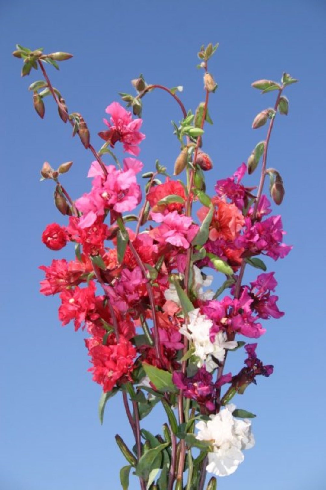 Clarkia - Mountain Garland Mix - Premium Flower Seed - Beautiful ...
