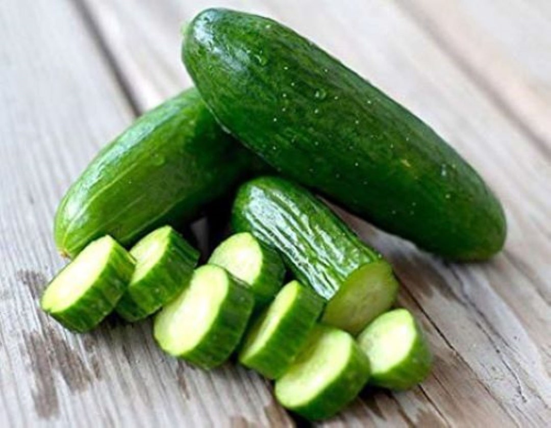 Heirloom Persian Cucumber Seeds - Fresh Seeds Grown and Harvested in ...