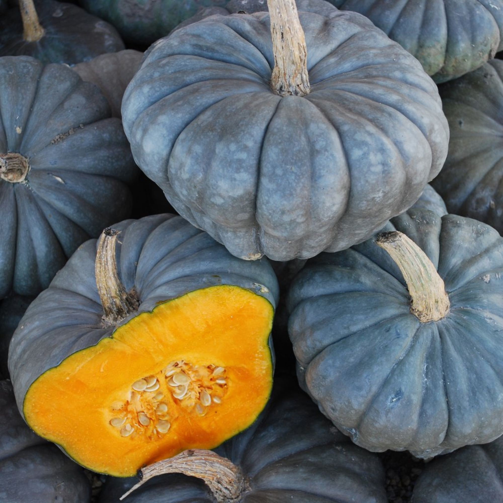 10 graines de courge bleue du Queensland - Uniques - délicieuses ...