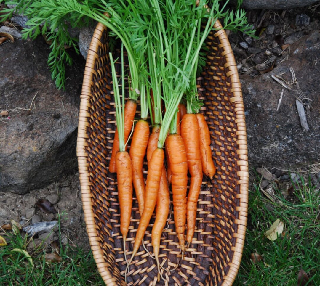 Little Finger Heirloom Carrot Seeds - Crisp ! One Gram ! Approx 750 ...
