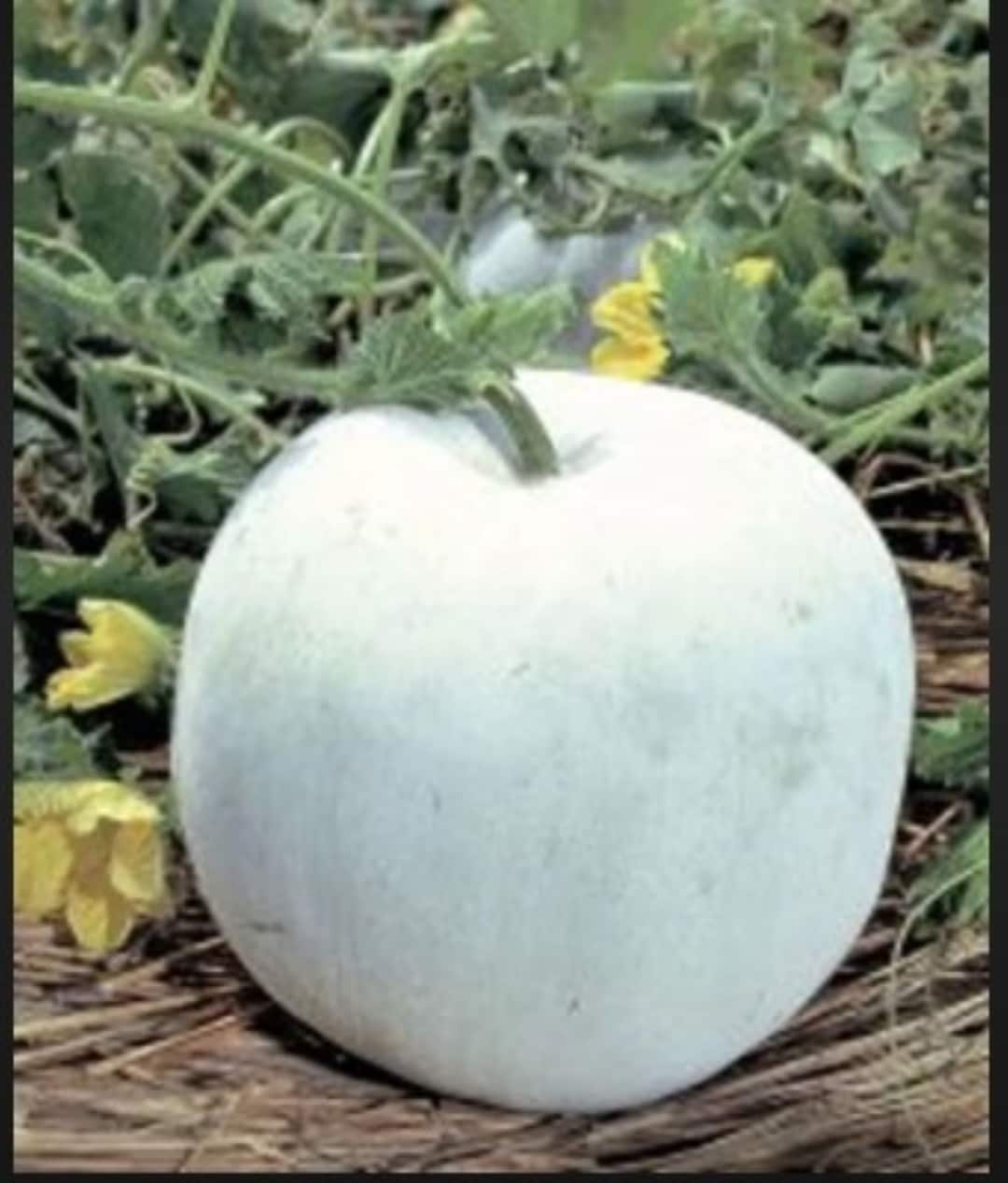 10 Heirloom Winter Melon Round Wax Gourd - Asian ! Specialty ! Unique ...