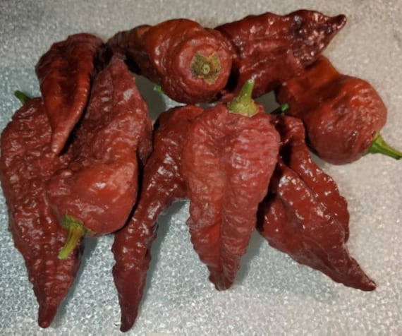 10 Premium Chocolate Naga Viper Sizzling Atomic - Etsy