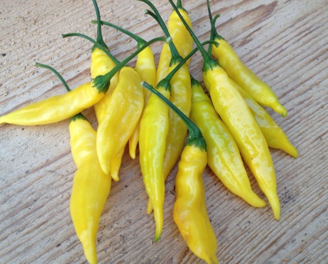 10 Peruvian Lemon Drop Pepper Seeds - Grown in USA ! 2024 ! Spicy ...