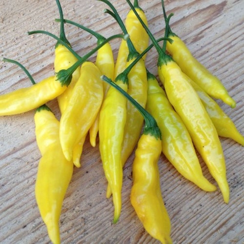 Lemon Drop Pepper 12 Seeds - Etsy