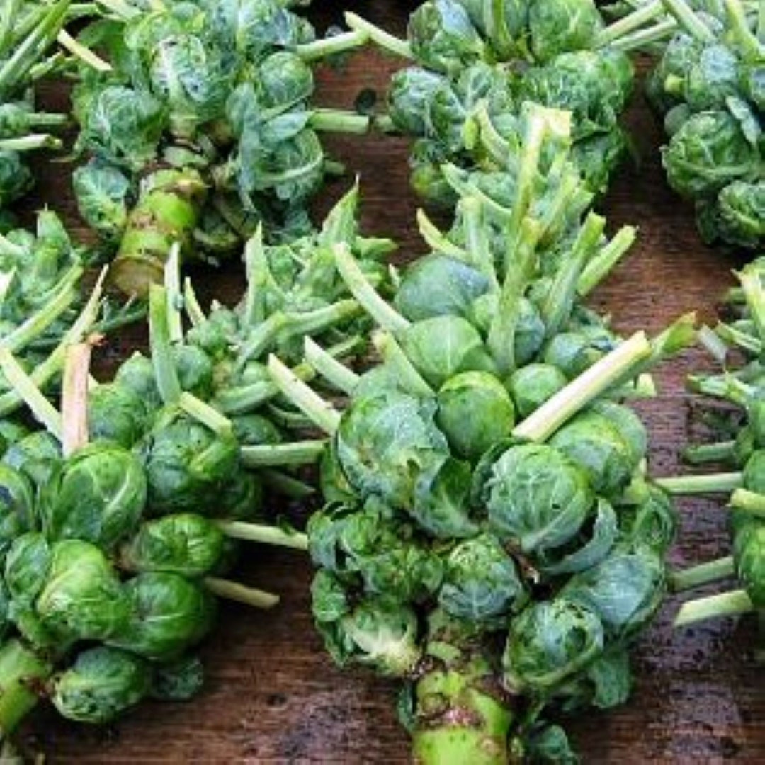 Heirloom Catskill Brussels Sprouts Seed - Grown and Harvested in USA ...