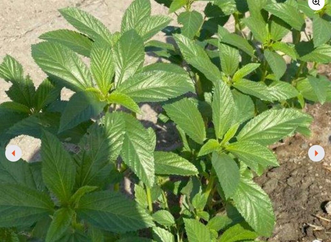 Heirloom Molokhia - Egyptian Spinach Seeds - Half Gram! Tasty ! Fresh ...