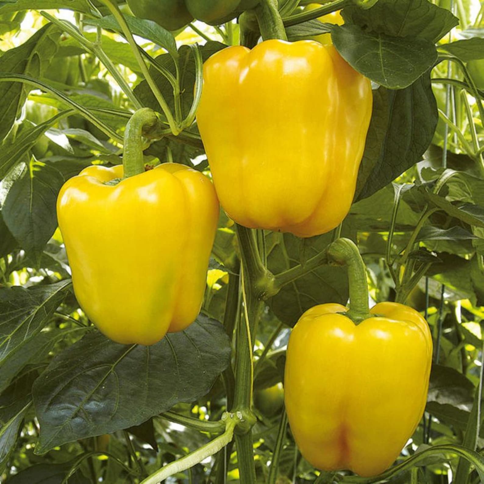 10 Heirloom Yellow Sunbright Sweet Pepper Seeds Delicious - Etsy