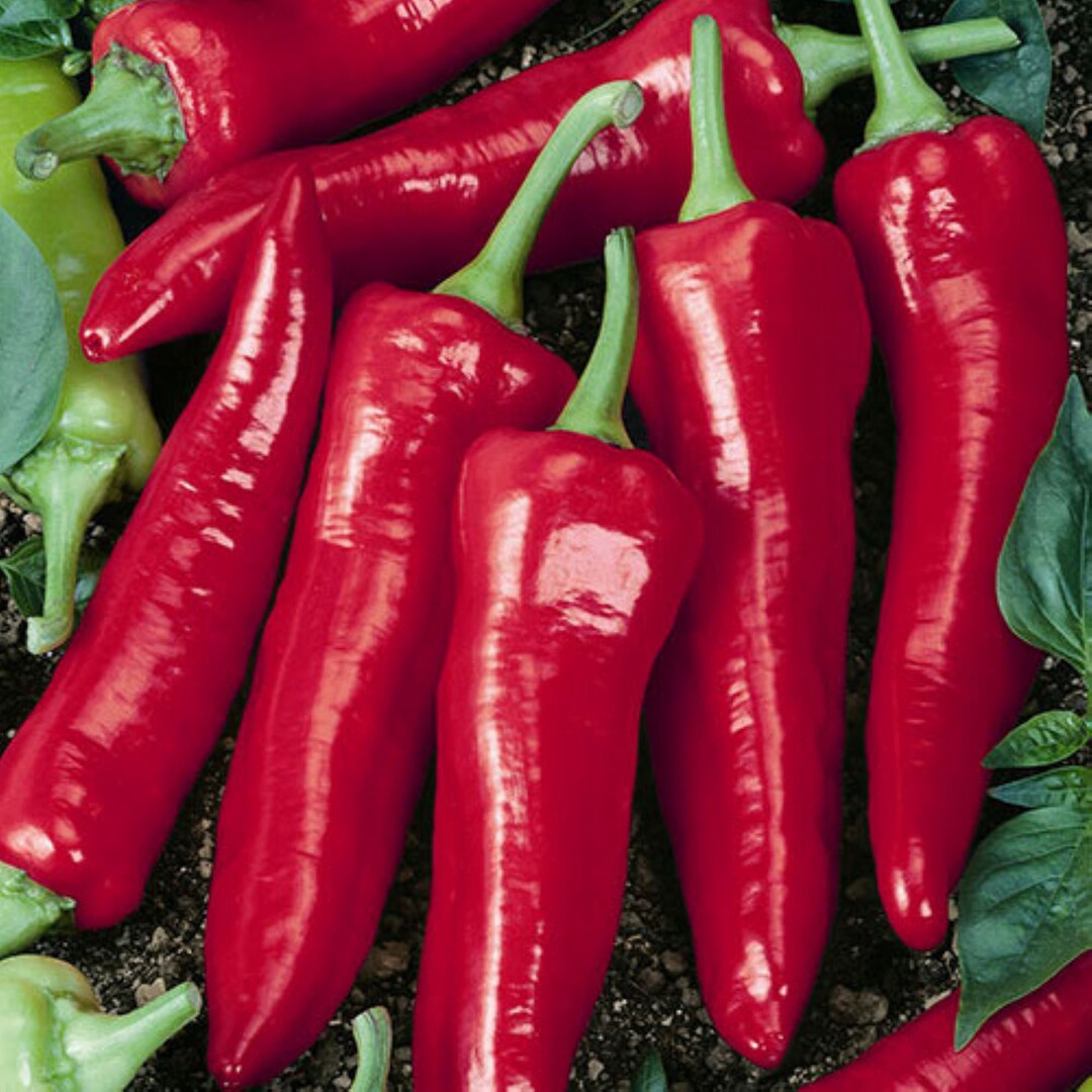 10 Organic Big Jim Pepper Seed - Big & Spicy Pepper - Grown in USA ...