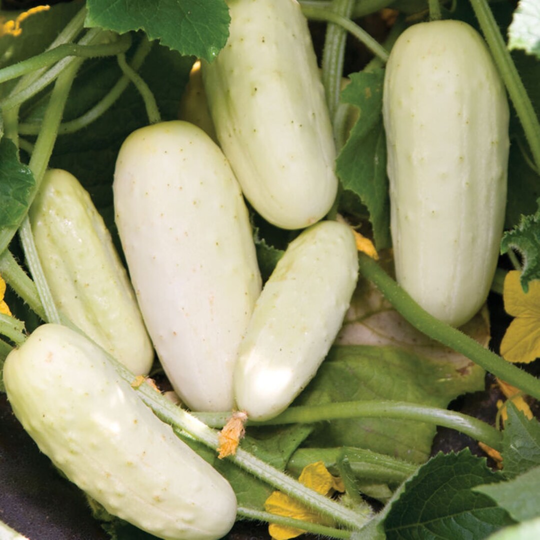 10 Organic Salt & Pepper Cucumber Seeds - Sweet ! Crunchy ! Tasty ! USA ...