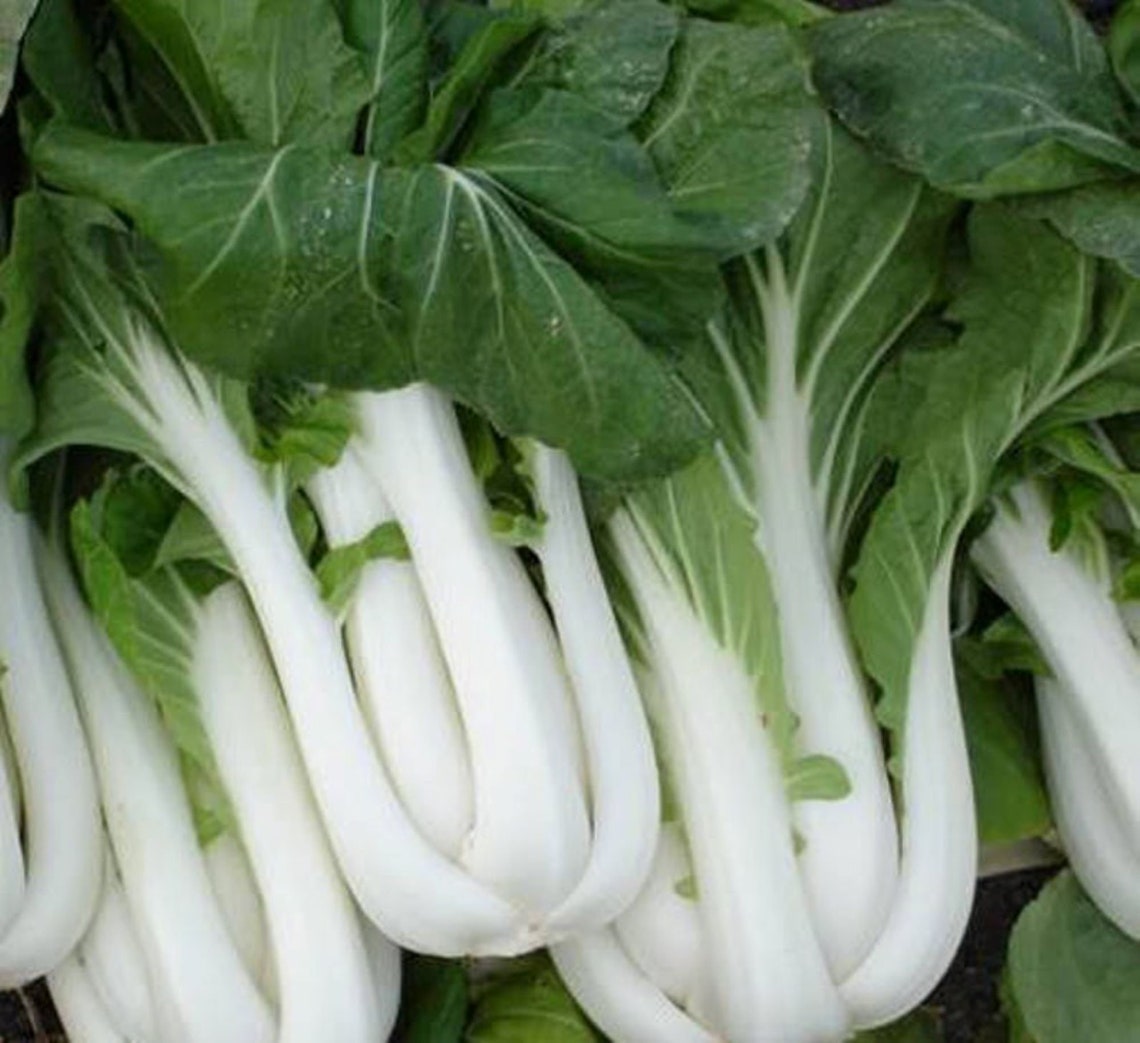 Heirloom Canton Pak Choi Seeds Free Shipping Grown in USA - Etsy UK