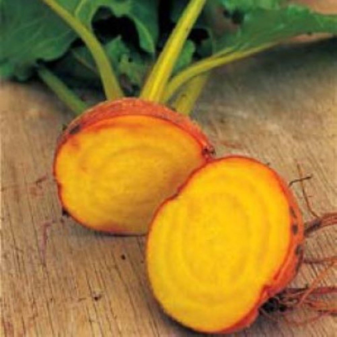 Organic Burpee Golden Beet Seeds - Grown/harvested in USA !! Delicious ...