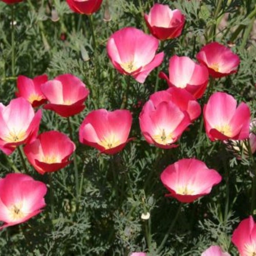 California Poppy Mikado Premium Flower Seed Beautiful - Etsy
